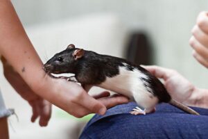 How Much Is A Rat? (Cost To Buy, Keep, And Supplies)