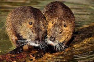 How Do Beavers Mate? (Facts About Beaver Reproduction)