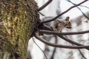 What Is A Group Of Squirrels Called? (Group Behavior)