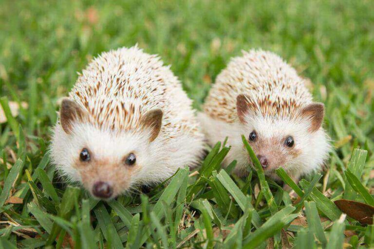 Hedgehog Breeding And Reproduction: How To Breed Them
