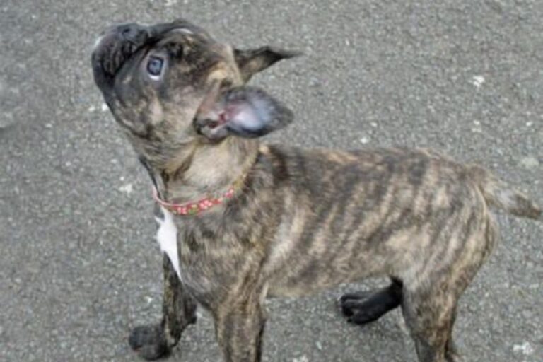 Brindle Boston Terrier: The Color Genetics Behind This Unique Pattern ...