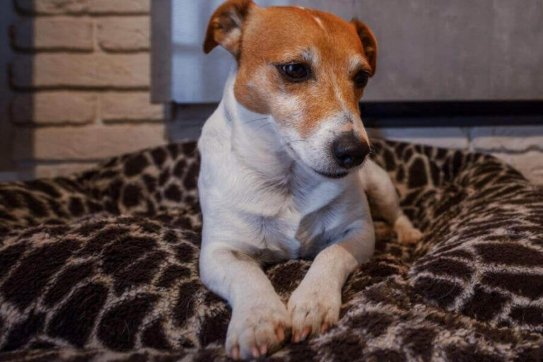11 Jack Russell Old Age Problems & How To Identify Them
