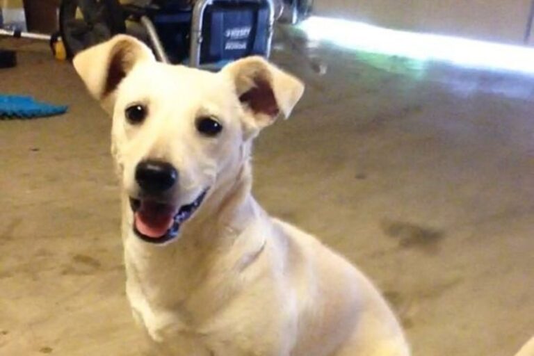 Jack Russell Lab Mix (Jackador): Breed Appearance & Needs