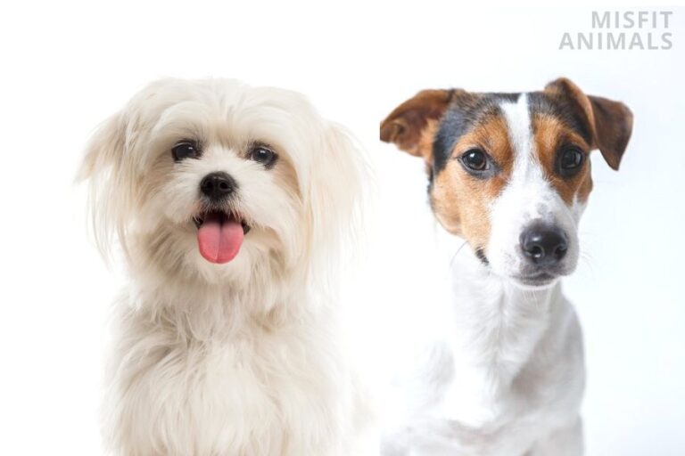 Mini Jack Russell (Breed Overview): Appearance & Needs