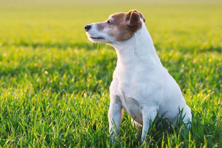 Boston Terrier Jack Russell Mix (Bo-Jack): Breed Overview