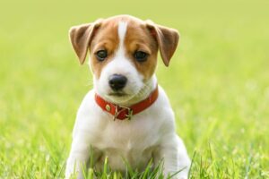 Jack Russell Lab Mix (Jackador): Breed Appearance & Needs