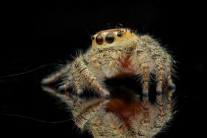 Top 10 Animals That Jump & Hop (With Images & Facts)