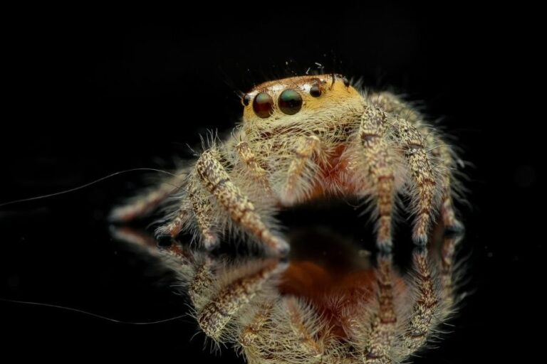 Top 10 Animals That Jump & Hop (With Images & Facts)