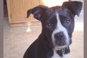 Boston Terrier Mix: 27 Boston Terrier Mixes With Traits
