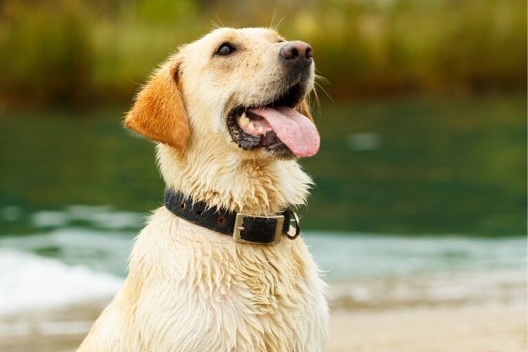 Jack Russell Lab Mix (Jackador): Breed Appearance & Needs