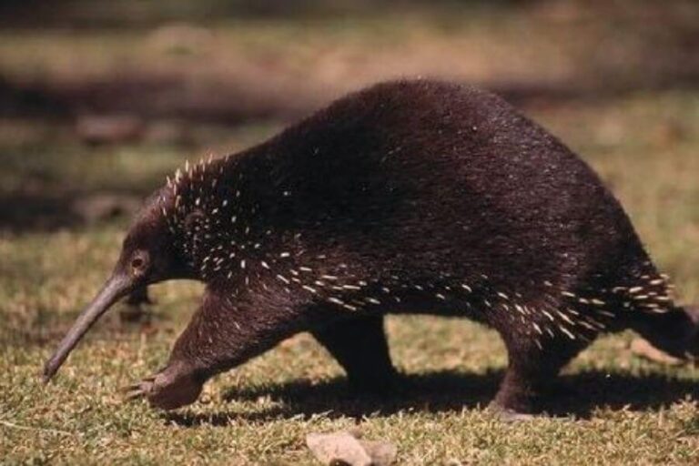 11 Animals With Long Noses (With Pictures) | Misfit Animals