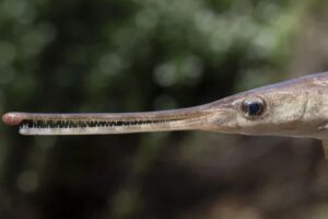 11 Animals With Long Noses (With Pictures) | Misfit Animals