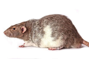 Male Vs. Female Rats: How To Tell The Difference