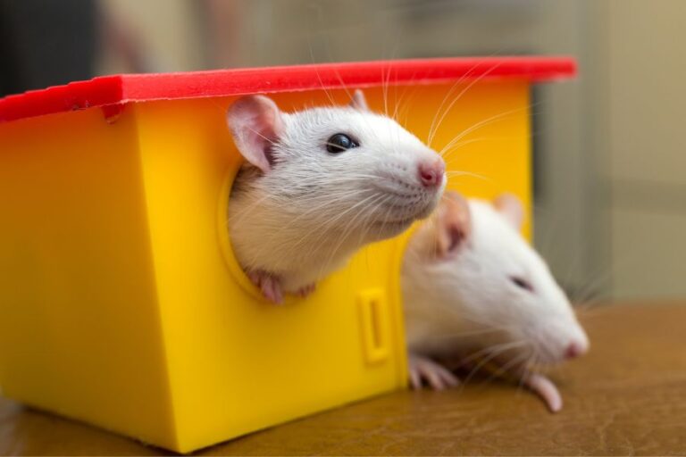 Male Vs. Female Rats: How To Tell The Difference