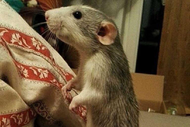 Male Vs. Female Rats: How To Tell The Difference