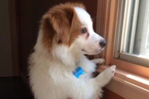 Jack Russell Maltese Mix (Jacktese): Breed Overview