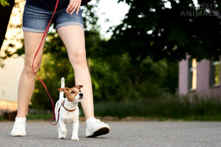 Short-Legged Jack Russell (Shorty Jacks): Breed Info & Needs