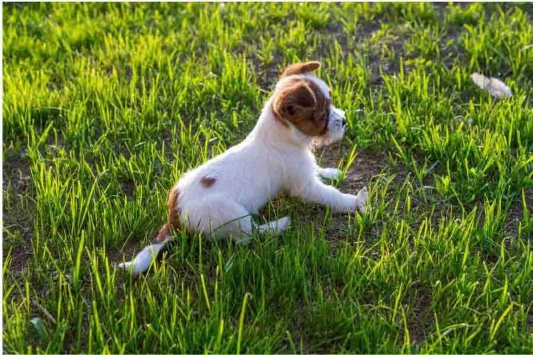 Mini Jack Russell (Breed Overview): Appearance & Needs