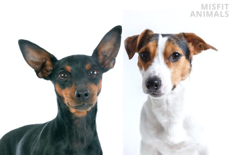 Minnie Jack (Min Pin Jack Russell Mix): Breed Info