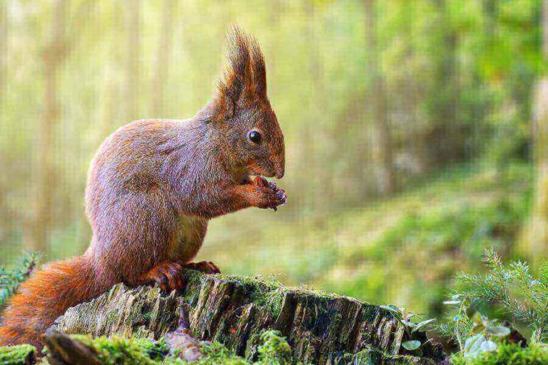 Species Of Squirrels In Germany & 3 Threats They Are Facing