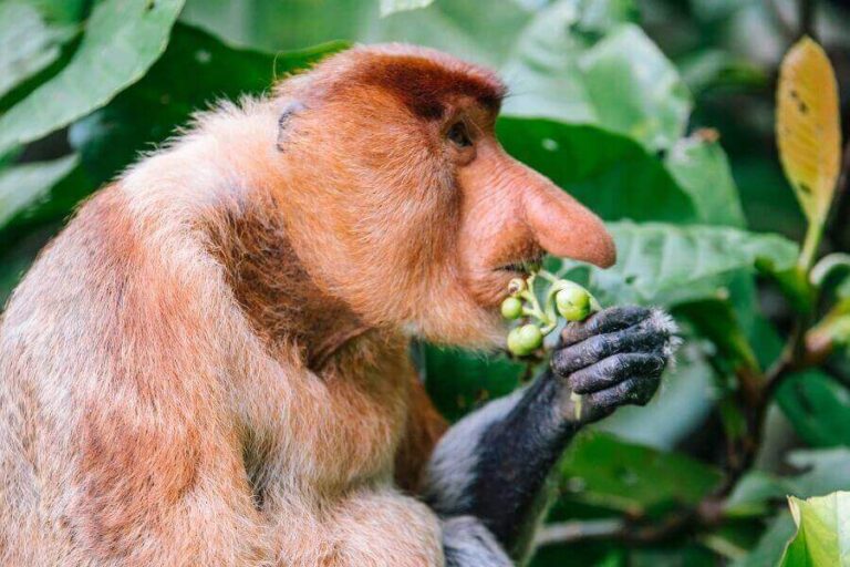 11 Animals With Trunks (With Pictures And Facts)