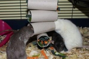 Rat Cage Setup: How To Create The Perfect Rat Cage