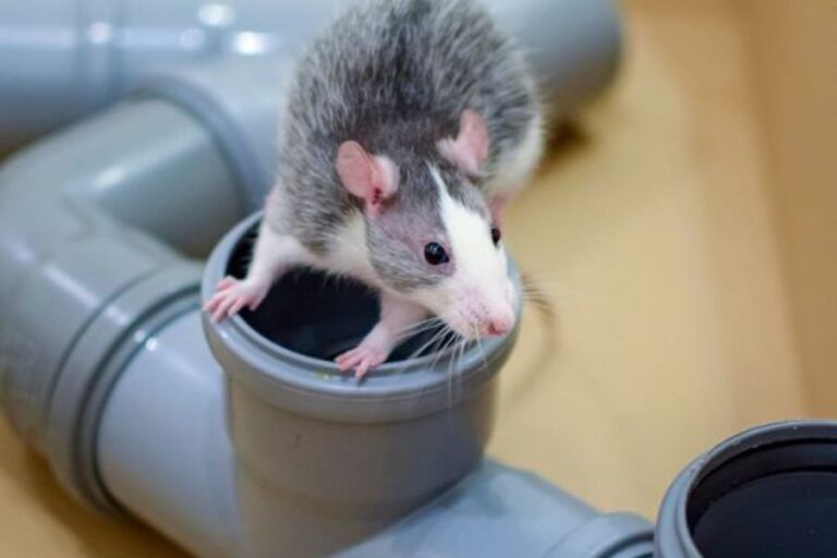 Rat Cage Setup: How To Create The Perfect Rat Cage