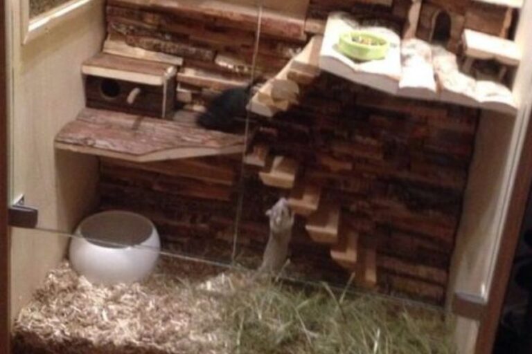 Rat Cage Setup: How To Create The Perfect Rat Cage