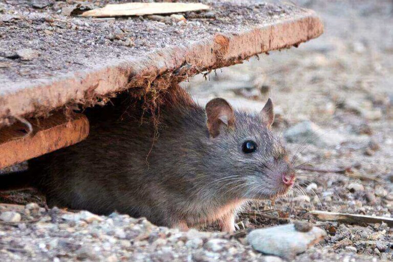 Rat Vs. Mouse: What’s The Difference? (6 Main Differences)