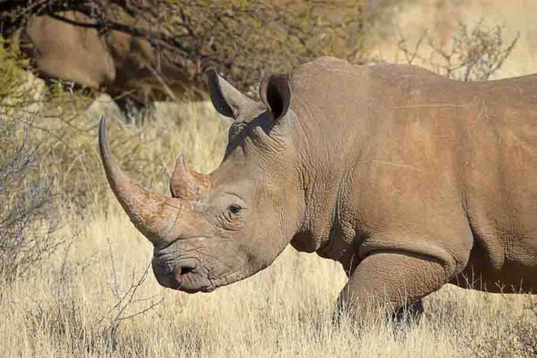 Top 10 Most Stubborn Animals In The World | Misfit Animals