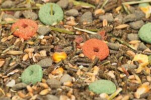 Feeding Squirrels: Should You? (Best & Worst Foods To Feed)