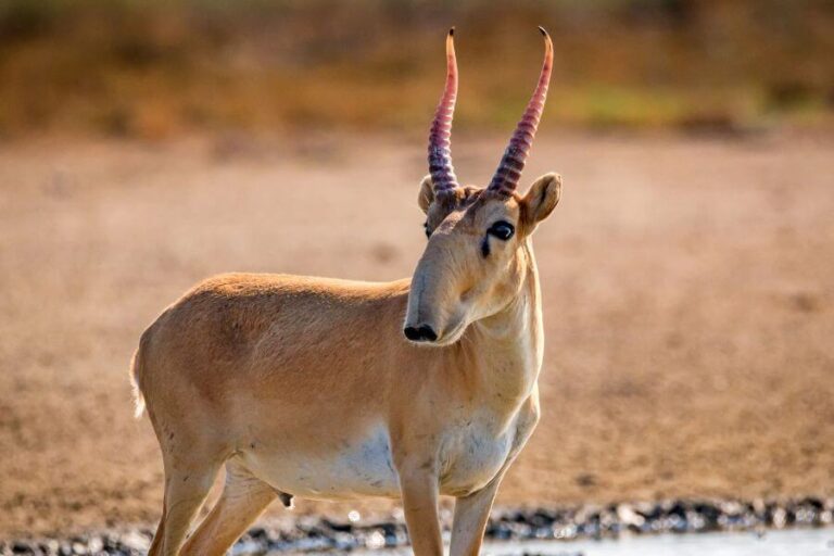 11 Animals With Trunks (With Pictures And Facts)