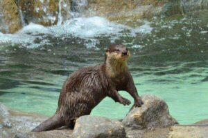 Octopus Predators (The Natural Enemies Of Octopuses)