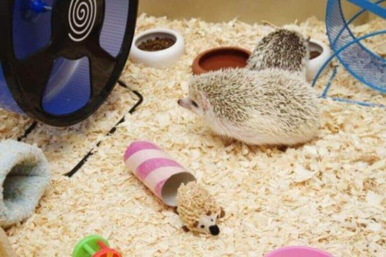 Hedgehog Cage Setup (List Of The Basic Cage Requirements)