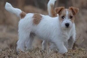 Short-Legged Jack Russell (Shorty Jacks): Breed Info & Needs