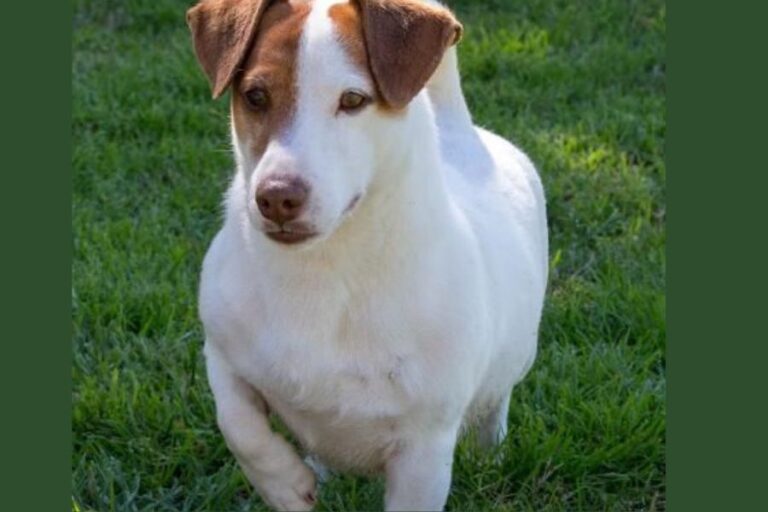 Short-Legged Jack Russell (Shorty Jacks): Breed Info & Needs