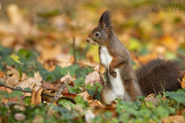 Flying Squirrels In Pennsylvania: Why Are They Endangered?
