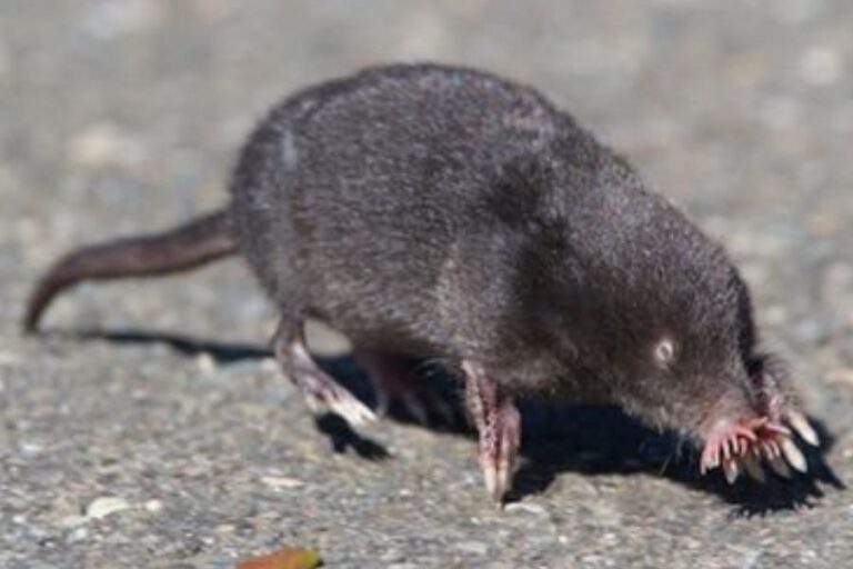 11 Animals With Long Noses (With Pictures) | Misfit Animals