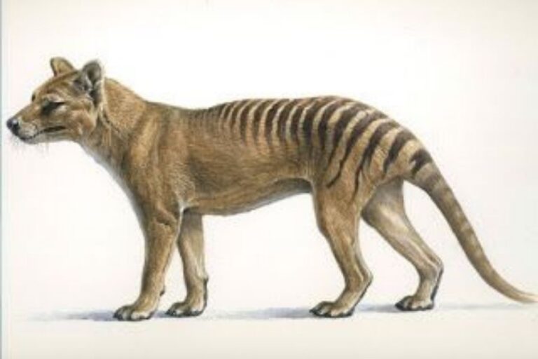 List Of 14 Extinct Animals And Why They Went Extinct