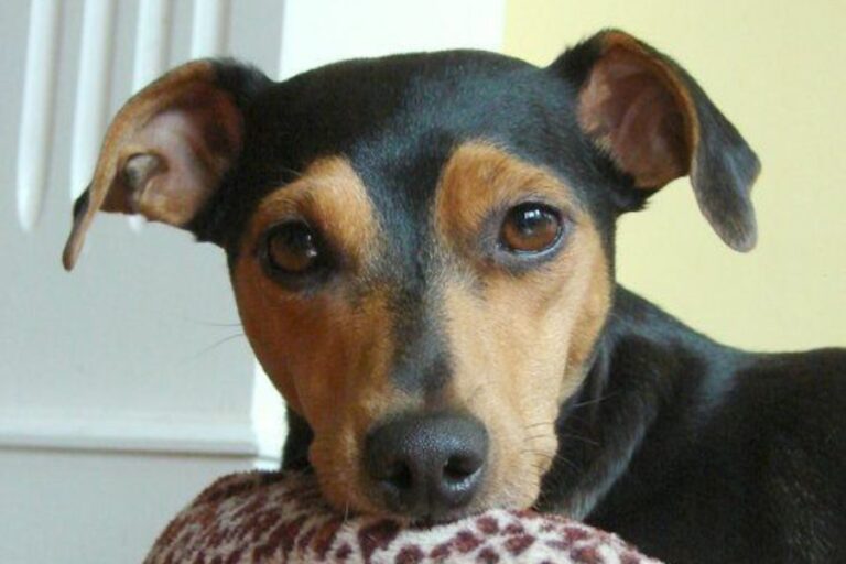 Minnie Jack (Min Pin Jack Russell Mix): Breed Info