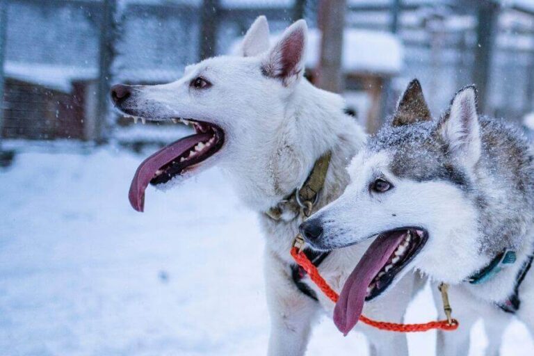 Tibetan Mastiff Bite Force Psi: How Strong Are They?
