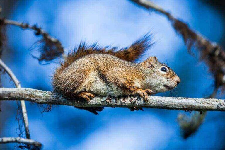 Tree Squirrels Vs. Ground Squirrels: The Main Differences