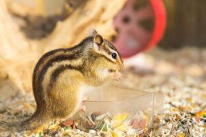 Tree Squirrels Vs. Ground Squirrels: The Main Differences