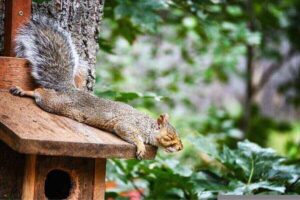 Tree Squirrels Vs. Ground Squirrels: The Main Differences
