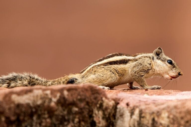 Tree Squirrels Vs. Ground Squirrels: The Main Differences