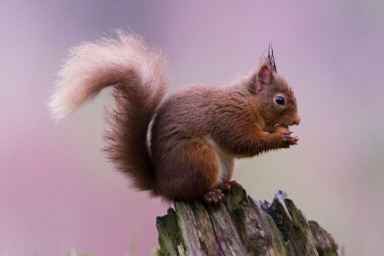 Tree Squirrels Vs. Ground Squirrels: The Main Differences