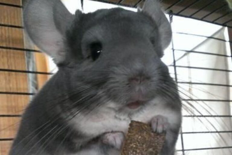 Types Of Chinchilla Breeds & Their Characteristics