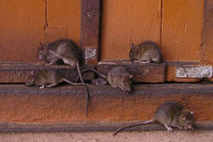 Rat Reproduction And Breeding: Half A Billion Babies