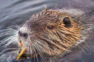 What Do Beavers Eat? (The Beaver's Herbivore Diet)