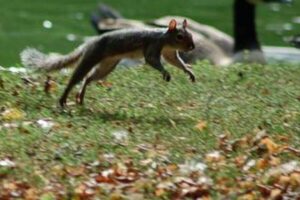 Can Squirrels Die From Falling? (How Squirrels Fall)